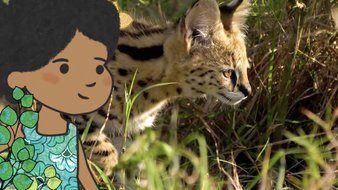 L'imagier animé de Koumi | TFOU MAX